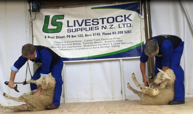 Speed Shearing | Southern Field Days